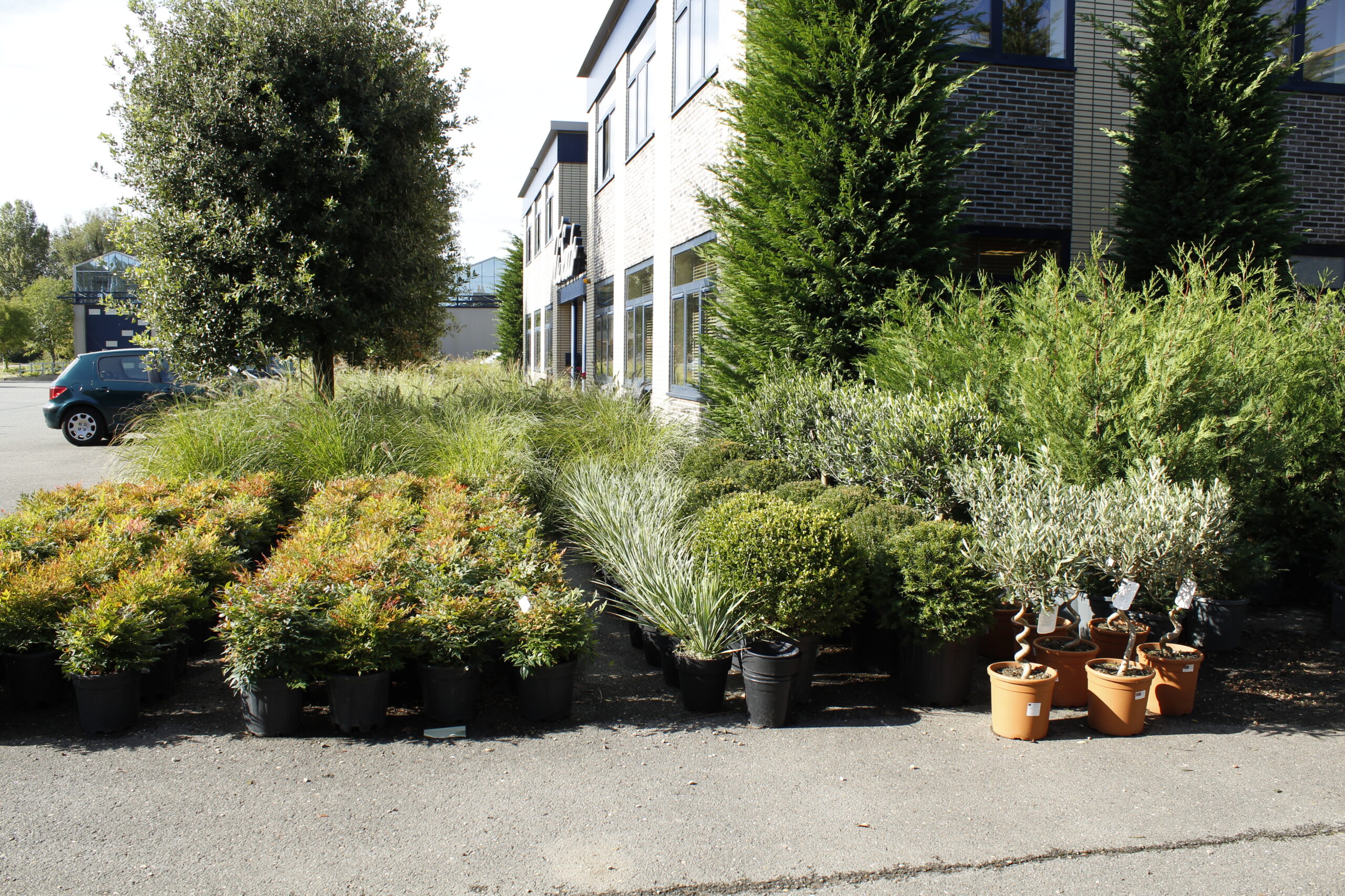 Italian Plants - Tisento Feelings of Flowers